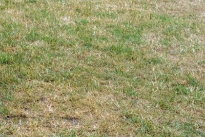 Cheat Sheet: Spotting typical lawn problems - Joy of Mowing