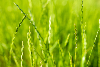 Know your lawn- popular grass types by region - Joy of Mowing