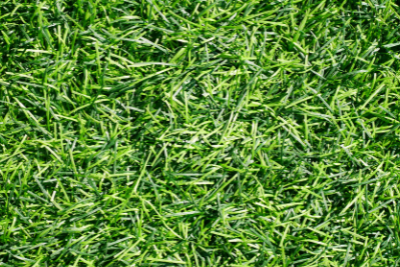 Know your lawn- popular grass types by region - Joy of Mowing