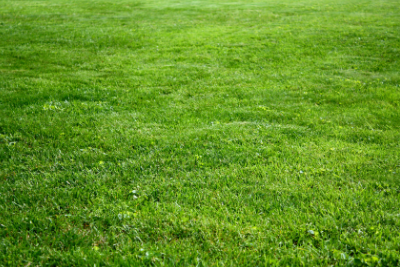 Know your lawn- popular grass types by region - Joy of Mowing