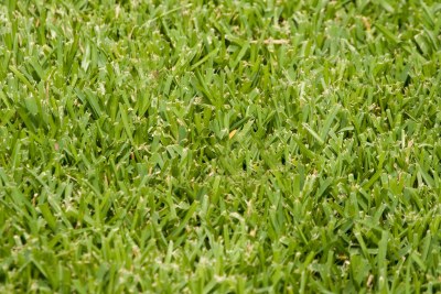 The Green Parade: 5 Common U.S. Lawn Grass Types and How to Care for ...