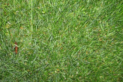 The Green Parade: 5 Common U.S. Lawn Grass Types and How to Care for ...