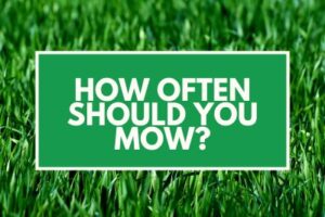 How Often Should You Mow? Your Seasonal Guide to the Right Mowing ...